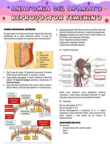 Anatomía del Aparato Reproductor Femenino Med Mariel uDocz