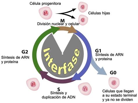 Ciclo Celular