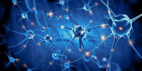 Definición y tipología de las neuronas