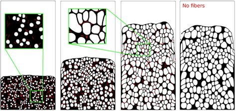 a hybrid lattice boltzmann molecular dynamics immersed boundary method model for the simulation