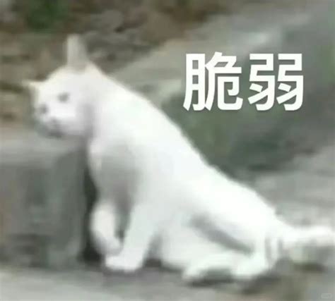 猫猫表情包来咯快接住