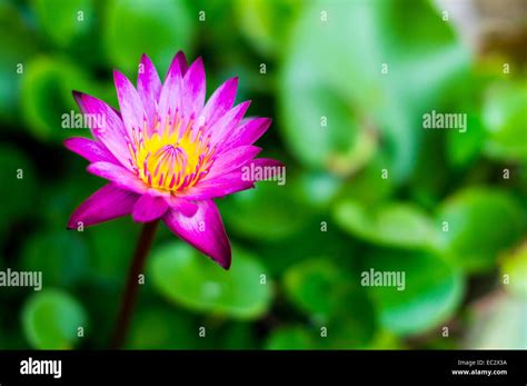 Beautiful Blooming Pink Lotus Flower Water Lilly Stock Photo Alamy