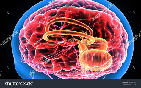 3d Illustration Human Body Brain Stock Illustration 528563764