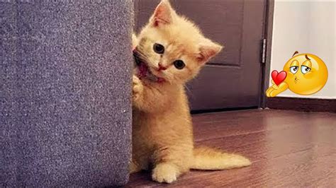Essayer De Ne Pas Rire Animaux Vidéos De Chats Drôles À Mourir De