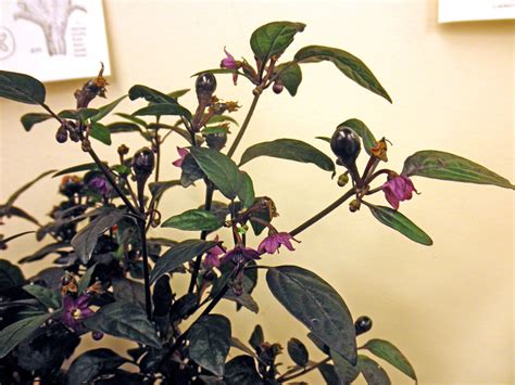 Capsicum Annuum Solanaceae Image 81784 At PhytoImages Siu Edu