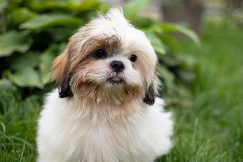 Piesek Shih Tzu Szczeniak Stare Rybie OLX Pl