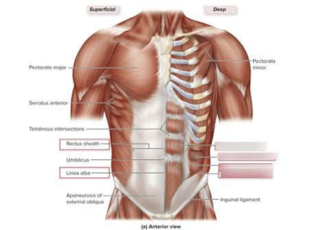 Ch 11 Muscles Of The Abdominal Wall Diagram Quizlet