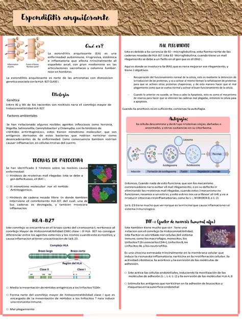 Espondilitis anquilosante Qué es La esPondilitis anquilosante EA