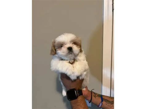 8 Weeks Old Shih Tzu Puppies For Sale In Winston Salem Puppies For