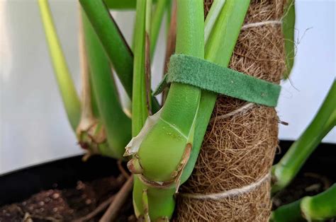 Low Light House Plants House Plants Decor Plant Decor Air Plants