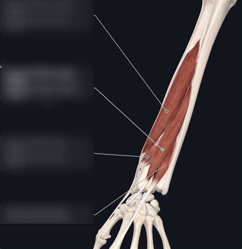 Deep Layer Of The Posterior Compartment Of The Forearm Diagram Quizlet