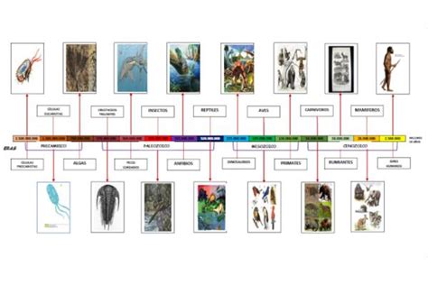 Origen y evolución de los animales Resumen y línea del tiempo