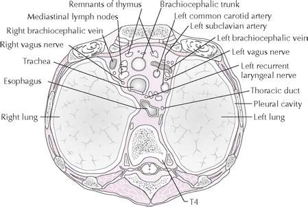 Transverse Section Of Thorax Labeled