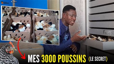 MON SECRET J Obtiens 3000 POUSSINS Par MOIS Avec LE POULET GOLIATH