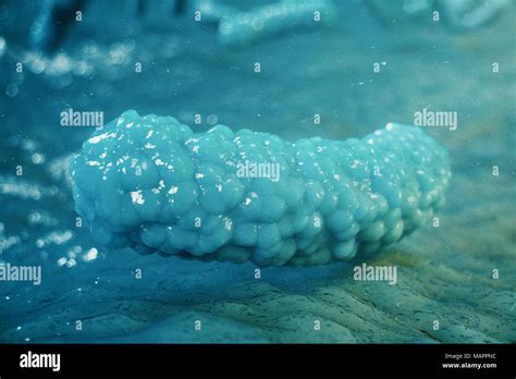 Influenza virus h1n1 Fotos und Bildmaterial in hoher Auflösung Alamy