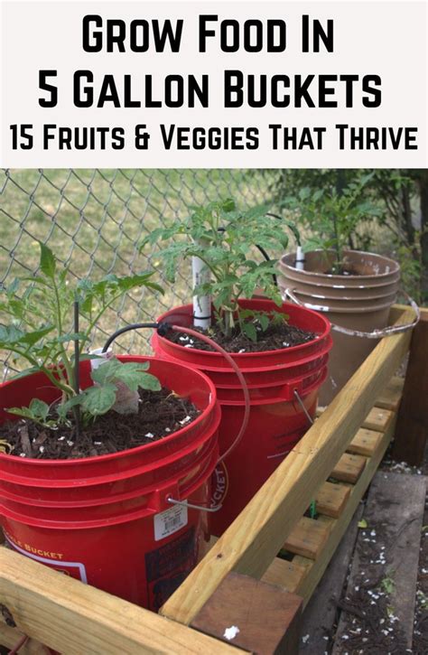 Grow Food In 5 Gallon Buckets 15 Fruits Veggies That Thrive