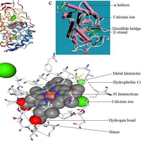 A B The Three Dimensional Structure And Component Of MnP 145 C