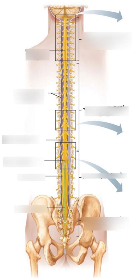Spinal Cord Diagram Quizlet