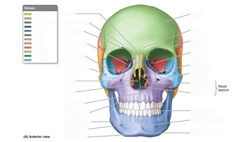 Lecture 3 Skull Anterior View Diagram Quizlet