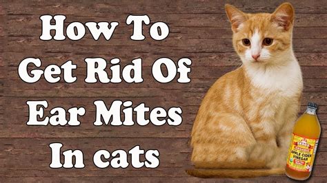 What Is Best Treatment For Ear Mites In Cats