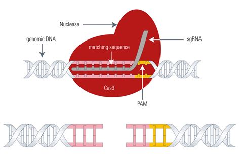 Gene Editing With CRISPR Cas9 Breakthrough In Genome Engineering