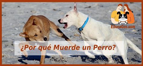 Que Pasa Si Mi Perro Muerde A Otro Perro En Mi Jardin