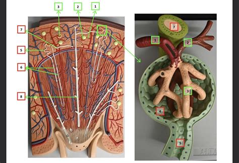 Urinary Nephron Diagram Quizlet