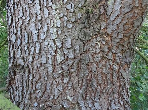 Ecorce du Cèdre de l Atlas fastigié Cedrus atlantica fas Flickr