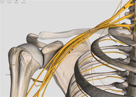 M Yl Raaja Ii Plexus Brachialis Diagram Quizlet