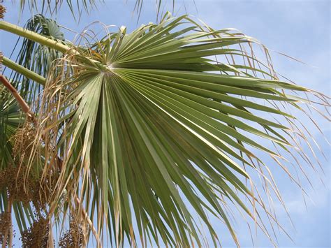 WASHINGTONIA Washingtonia Robusta Plantas RioMoros