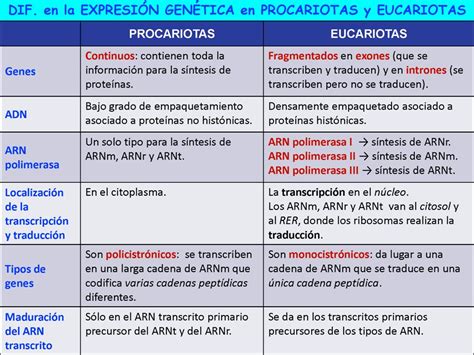 GENÉTICA MOLECULAR TRANSCRIPCIÓN