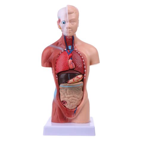 Buy Abicial Human Torso Body Model Anatomy Anatomical Medical Internal