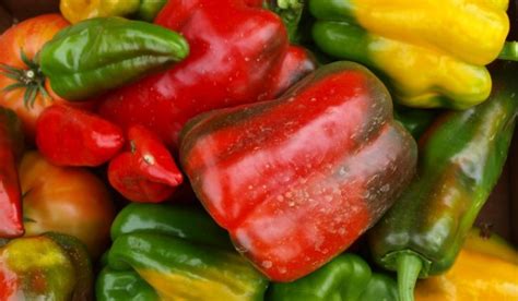 Cómo cultivar Pimiento Morrón El Brote Urbano