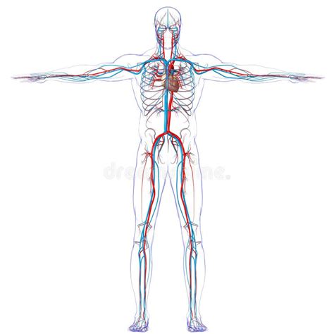 Human Heart With Circulatory System Anatomy For Medical Concept 3D