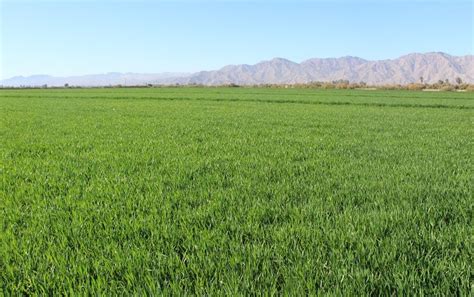 Avanzan Siembras De Trigo En El Valle Establecidas Casi Mil