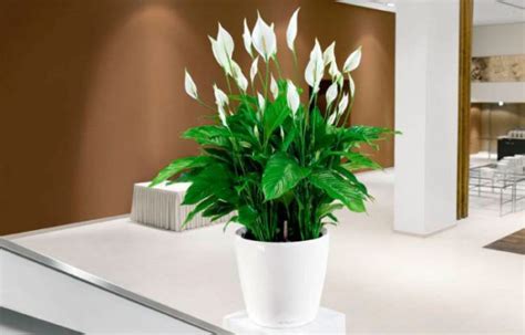 Plantas De Interior Que Traen Buena Suerte Y Felicidad A La Casa