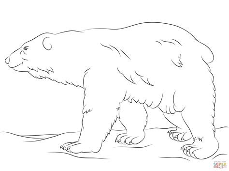 Belle Coloriage D Ours Polaire Imprimer Des Milliers De Coloriage