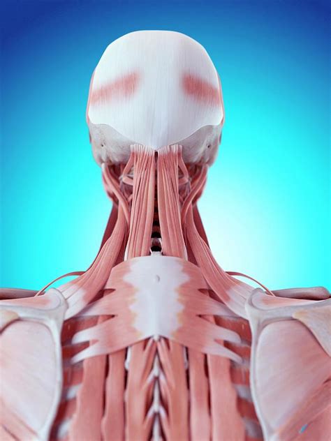 Back Neck Anatomy