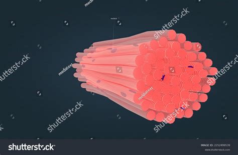 Each Organ Muscle Consists Skeletal Muscle Stock Illustration