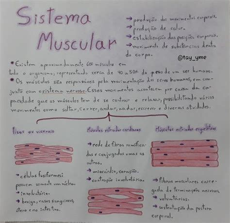 Mapa Mental Anatomia Teoria Em Sistema Muscular Musculo Images