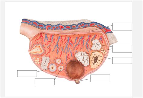 Lab Ovary Model Diagram Quizlet