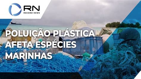 Poluição plástica afeta quase 90 das espécies marinhas YouTube