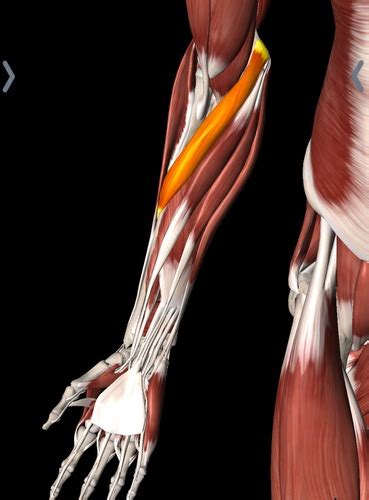 Forearm Flexor Muscles Flashcards Quizlet