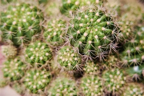 Découvrir 100 kuva cacto bola flor Thptnganamst edu vn