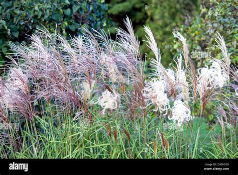 Chinese Silver Grass Blowing In A Gentle Breeze Aka Miscanthus