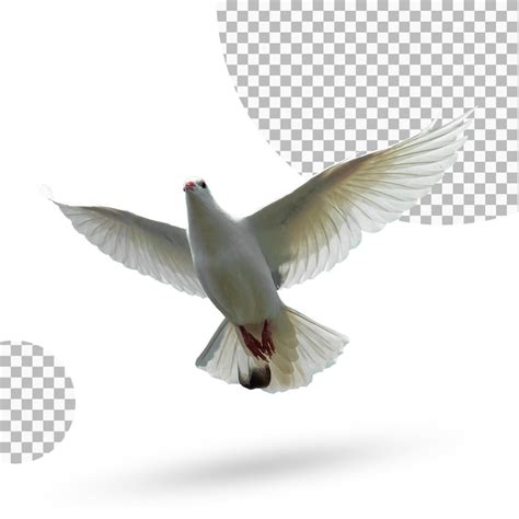 Premium PSD White Dove Isolated Png On A Transparent Background