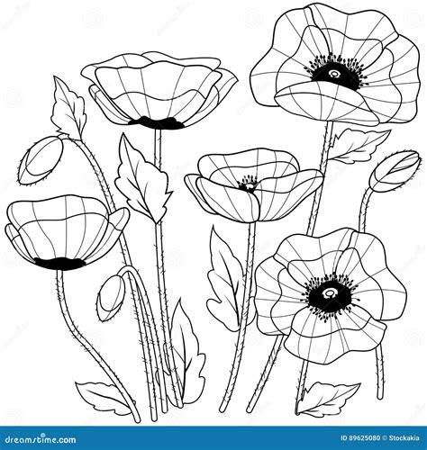 Pagina Del Libro Da Colorare Dei Papaveri Illustrazione Vettoriale