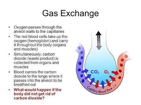 Gas Exchange Diagram Gcse