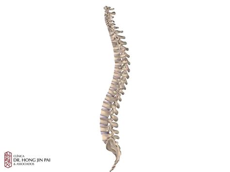 Anatomia Da Coluna Vertebral O Que Voc Precisa Saber Cl Nica Dr