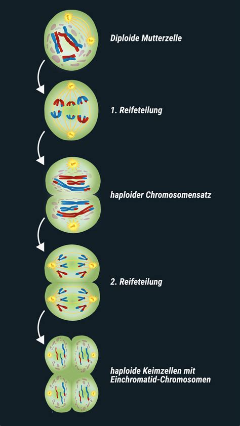 Meiose einfach erklärt simpleclub